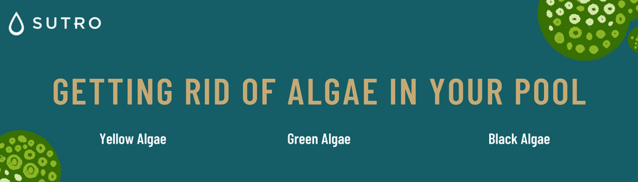 How to Get Rid of Algae in a Pool [Guide for NEWBIES and PROS]